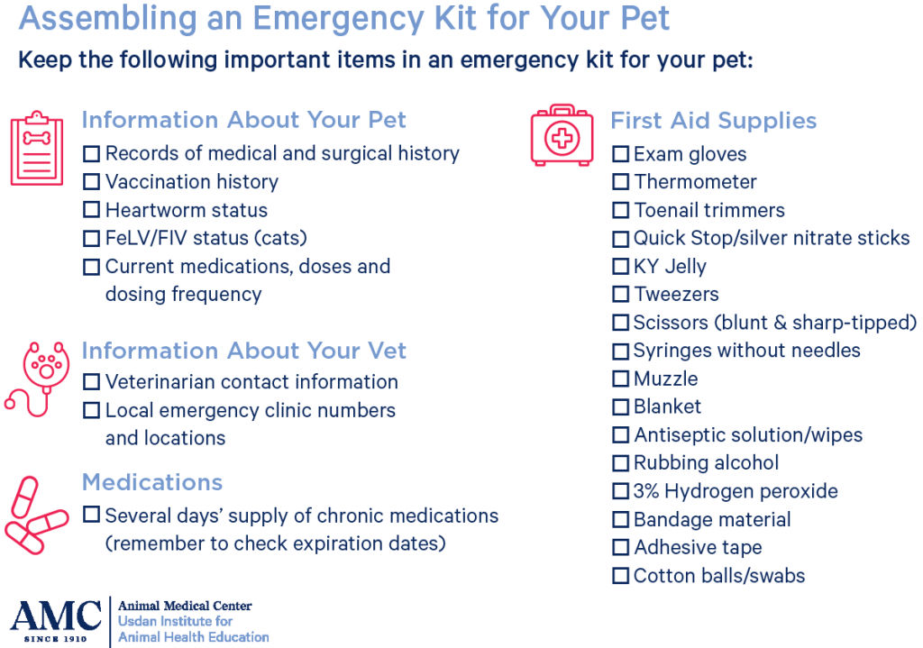 Assembling an Emergency Kit for Your Pet | Little's Veterinary Hospital